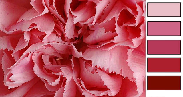 Color Palette of the Week: Carnation
